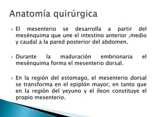 Mesenterio | PPTX