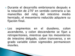 Mesenterio | PPTX