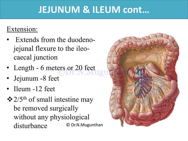 Mesentery, jejunum, ileum & superior mesenteric artery -PDF Lecture ...