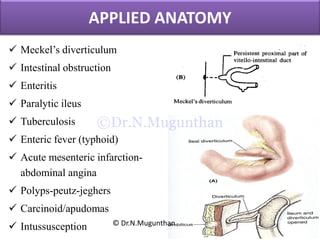 Mesentery, jejunum, ileum & superior mesenteric artery -PDF Lecture ...