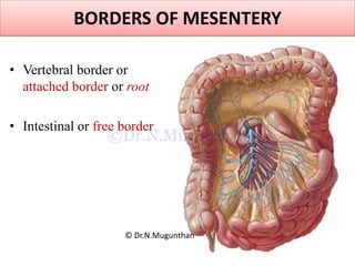 Mesentery, jejunum, ileum & superior mesenteric artery -PDF Lecture ...