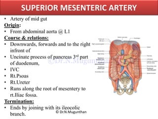 Root Of Mesentery