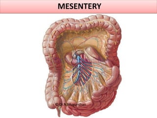 Mesentery Function