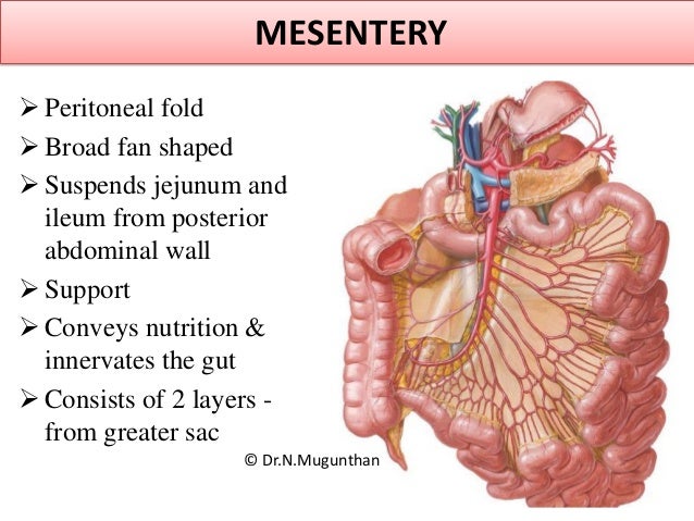 Mesentery, jejunum, ileum & superior mesenteric artery -PDF Lecture N…