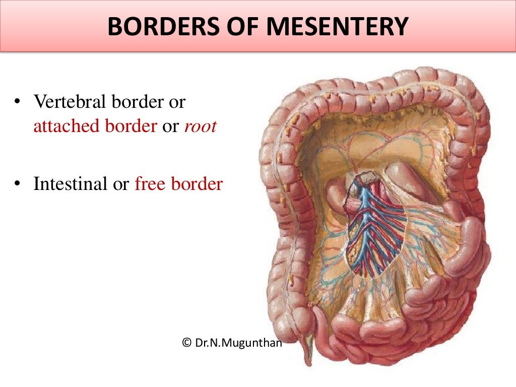 Mesentery
