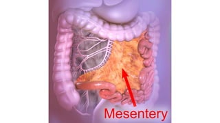 mesentric cyst1.pptxnbvnmnbvbhnnbbvvvhnn | PPTX