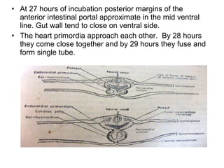 Mesoderm | PPT
