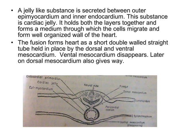 Mesoderm | PPT | Heart and Cardiovascular Diseases | Diseases and Conditions