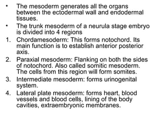 Mesoderm | PPT