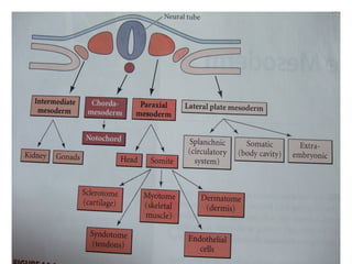 Mesoderm | PPT | Heart and Cardiovascular Diseases | Diseases and ...