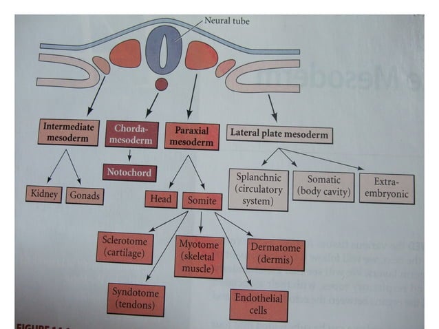 Mesoderm | PPT | Heart and Cardiovascular Diseases | Diseases and ...