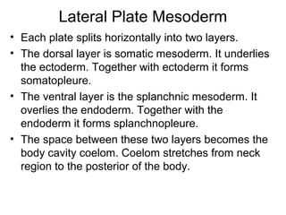 Mesoderm | PPT