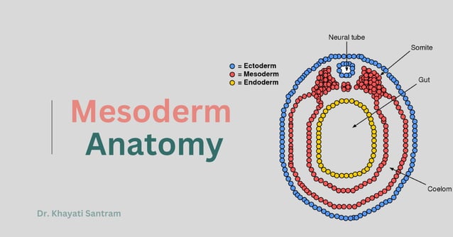 Mesoderm Anatomy.pdf