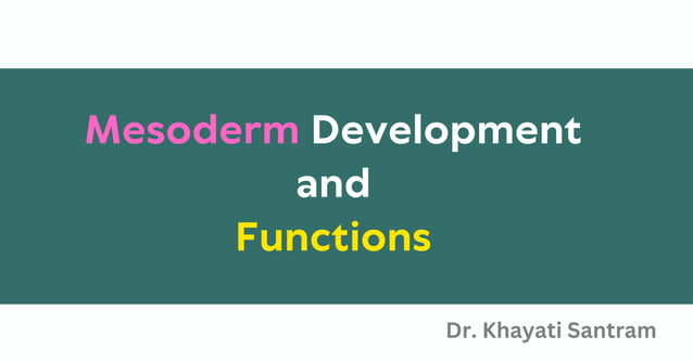 Mesoderm Anatomy.pdf