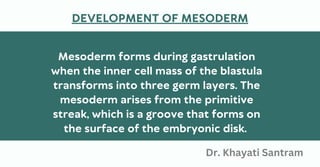 Mesoderm Anatomy.pdf | Biological Sciences | Science