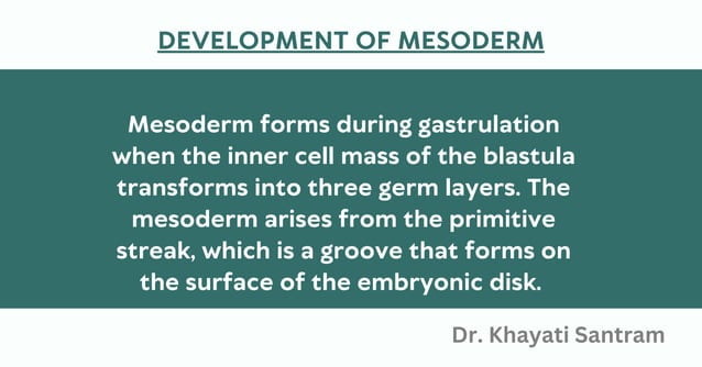 Mesoderm Anatomy.pdf