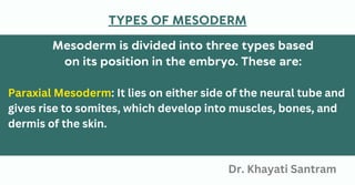 Mesoderm Anatomy.pdf | Biological Sciences | Science