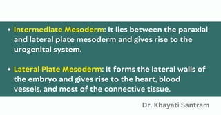 Mesoderm Anatomy.pdf | Biological Sciences | Science