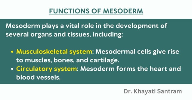 Mesoderm Anatomy.pdf
