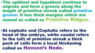 Mesoderm and notochord formation | PPTX