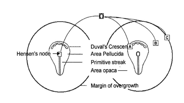Mesoderm and notochord formation | PPTX