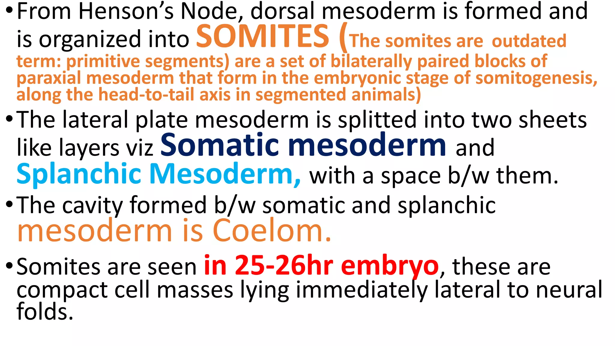 Mesoderm and notochord formation | PPTX