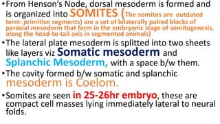 Mesoderm and notochord formation | PPTX