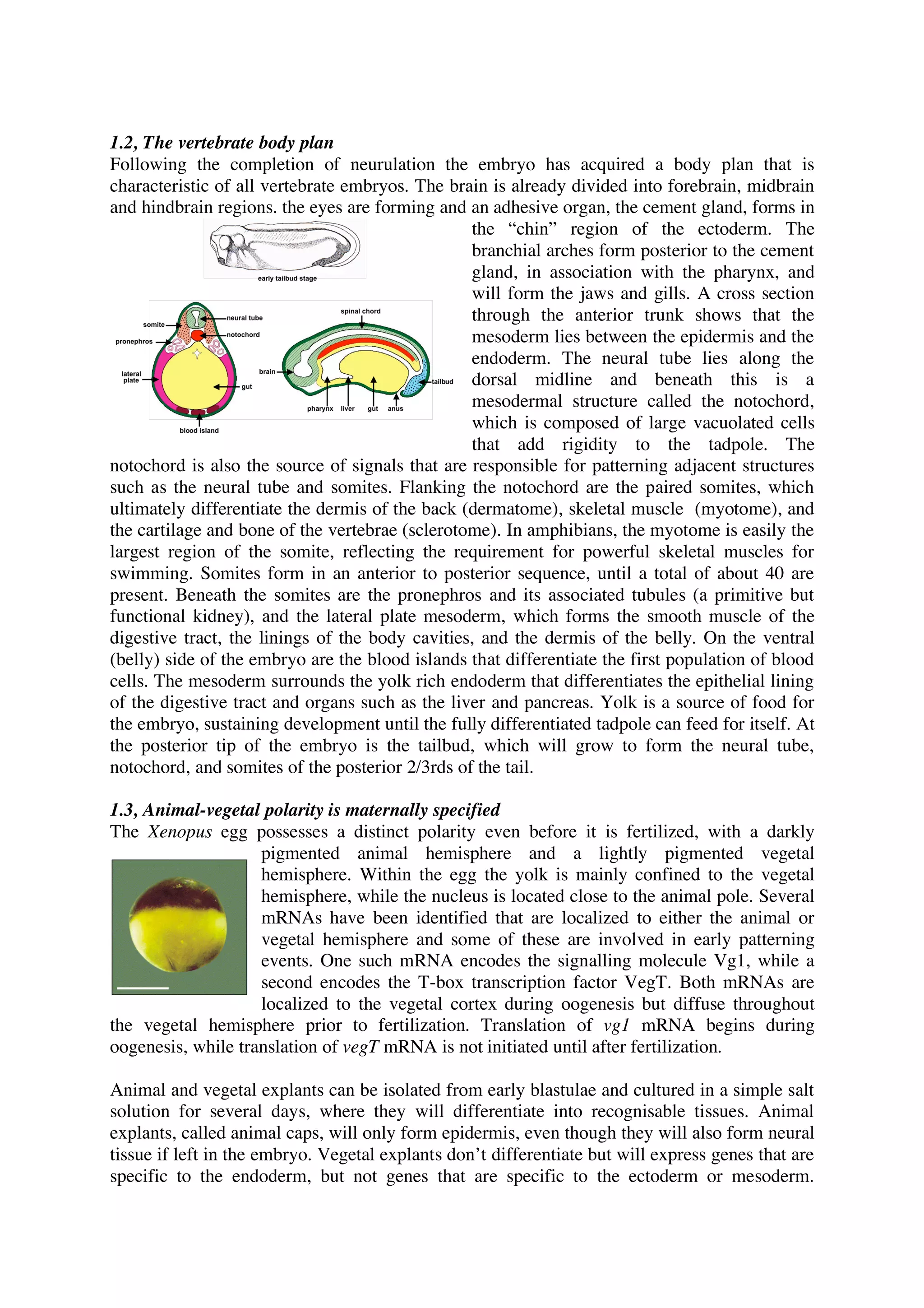Mesoderm induction see page 5 | PDF | Biological Sciences | Science