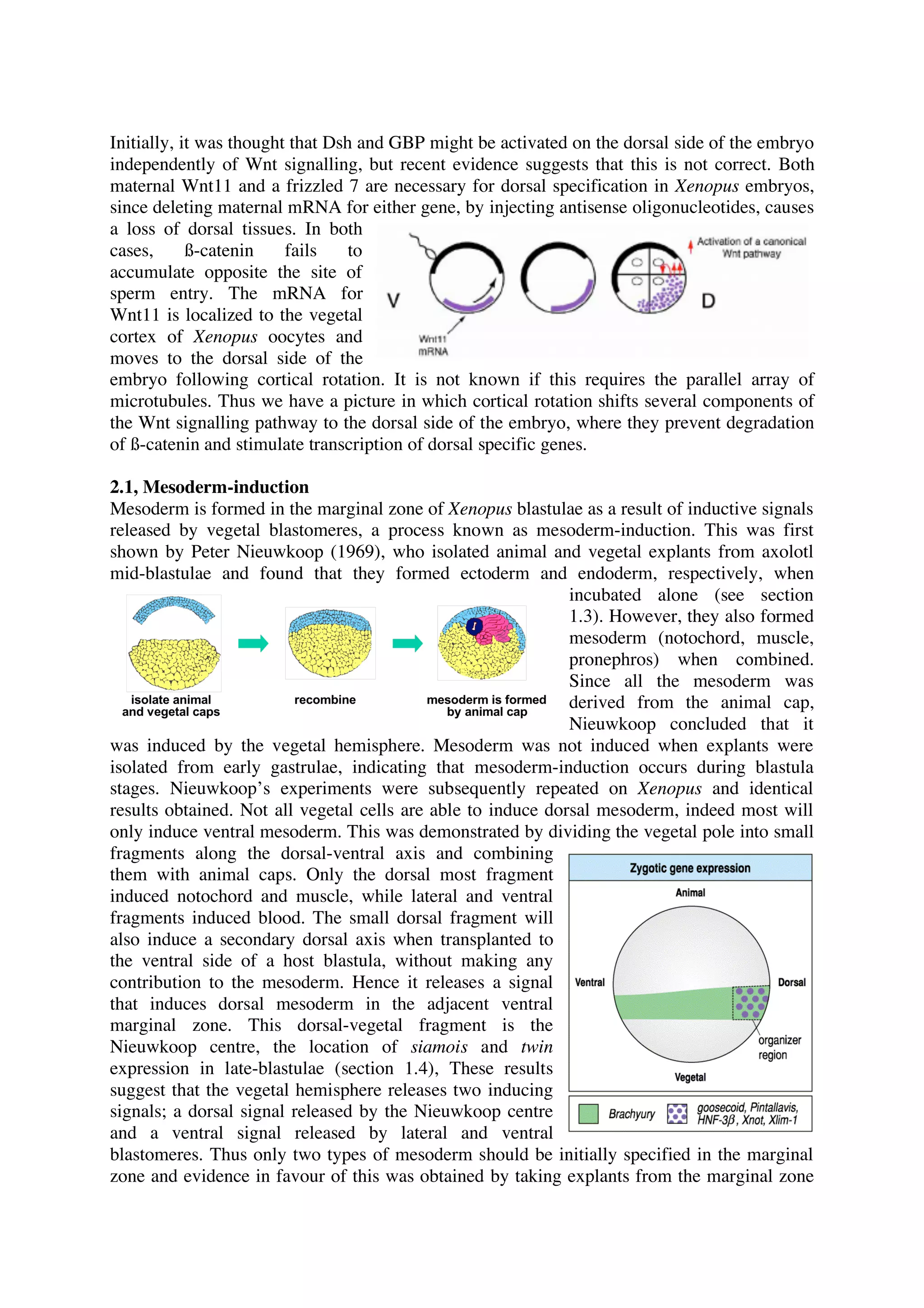 Mesoderm induction see page 5 | PDF