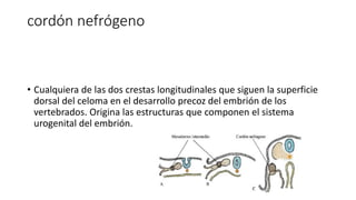 Mesodermo intermedio somitomeras | PPTX