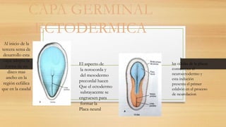 MESODERMO PARAXIAL (2).pptx