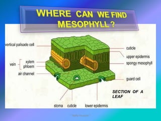 Mesophyll Cell Diagram