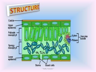 Mesophyll Cells