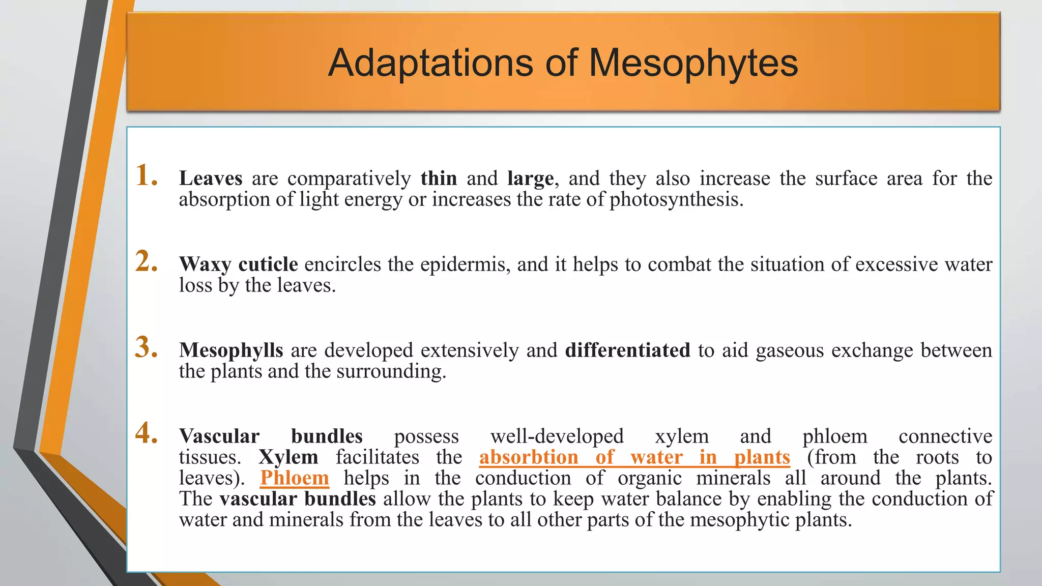 MESOPHYTES .pptx