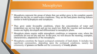 MESOPHYTES .pptx