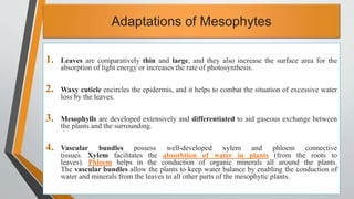 MESOPHYTES .pptx