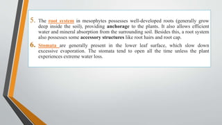 MESOPHYTES .pptx