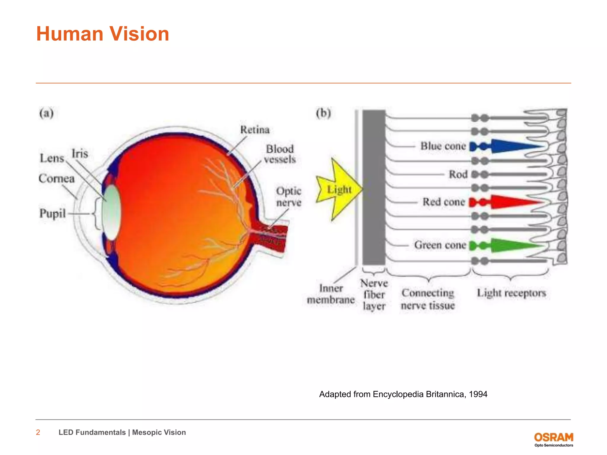 Mesopic Vision - LED Fundamental Series by OSRAM Opto Semiconductors | PPTX
