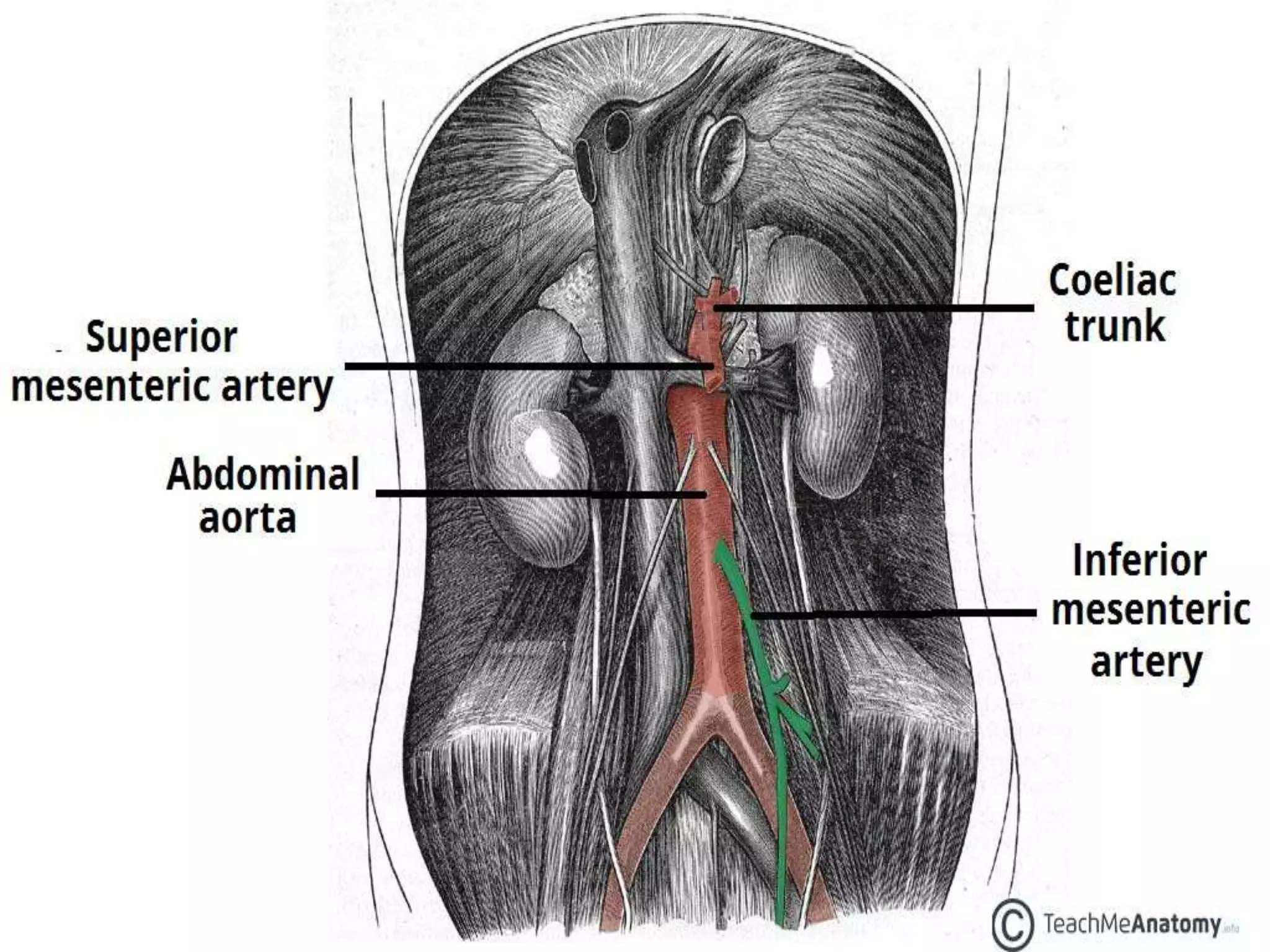 MESORECTUM TARGET DELINEATION | PPTX