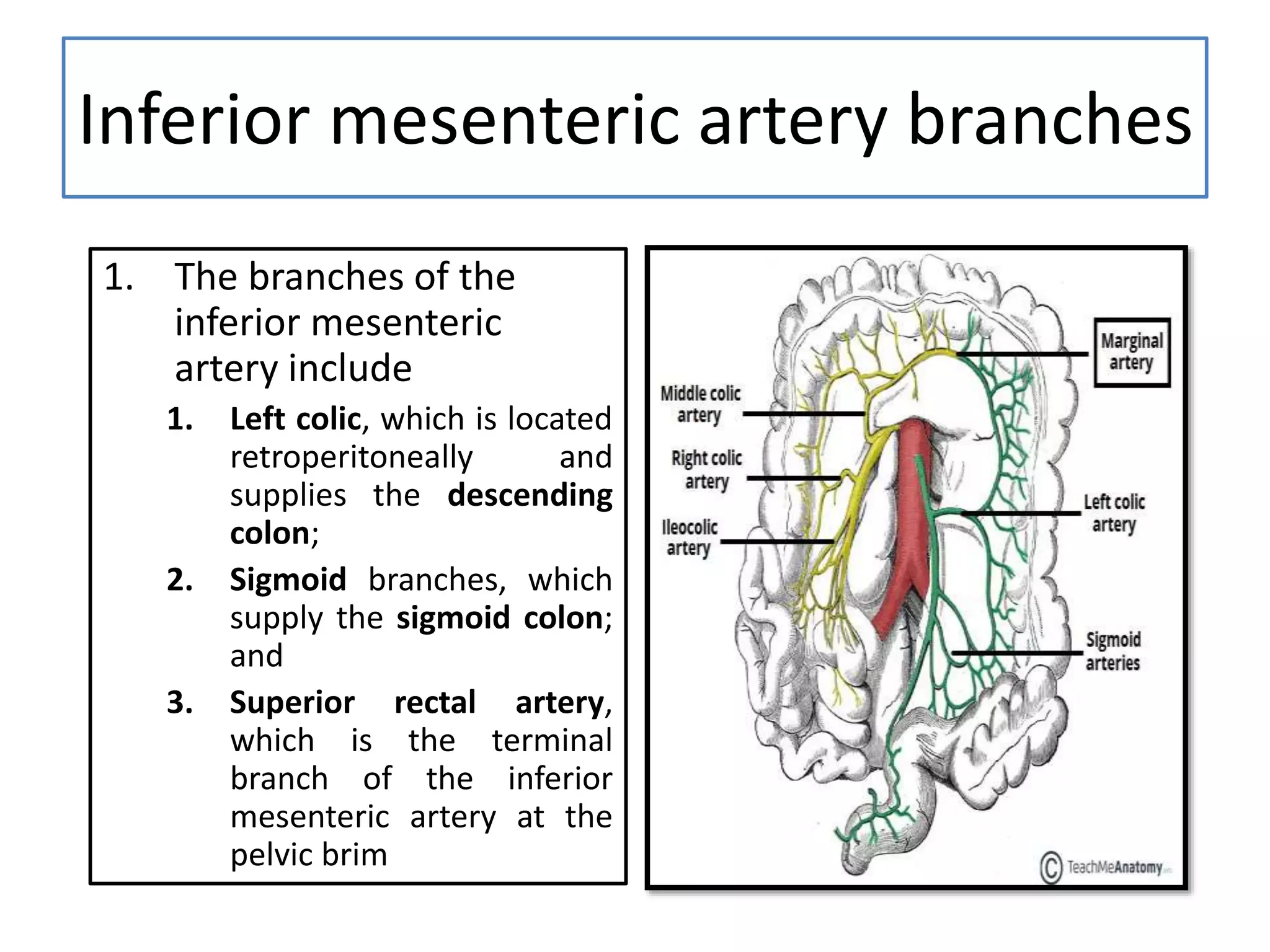 MESORECTUM TARGET DELINEATION | PPTX