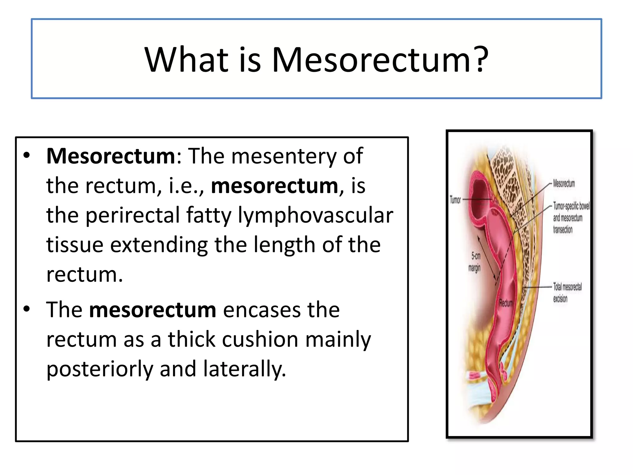 MESORECTUM TARGET DELINEATION | PPTX