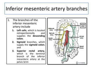 MESORECTUM TARGET DELINEATION | PPTX