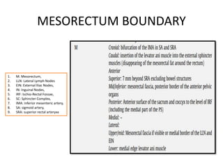 MESORECTUM TARGET DELINEATION | PPTX