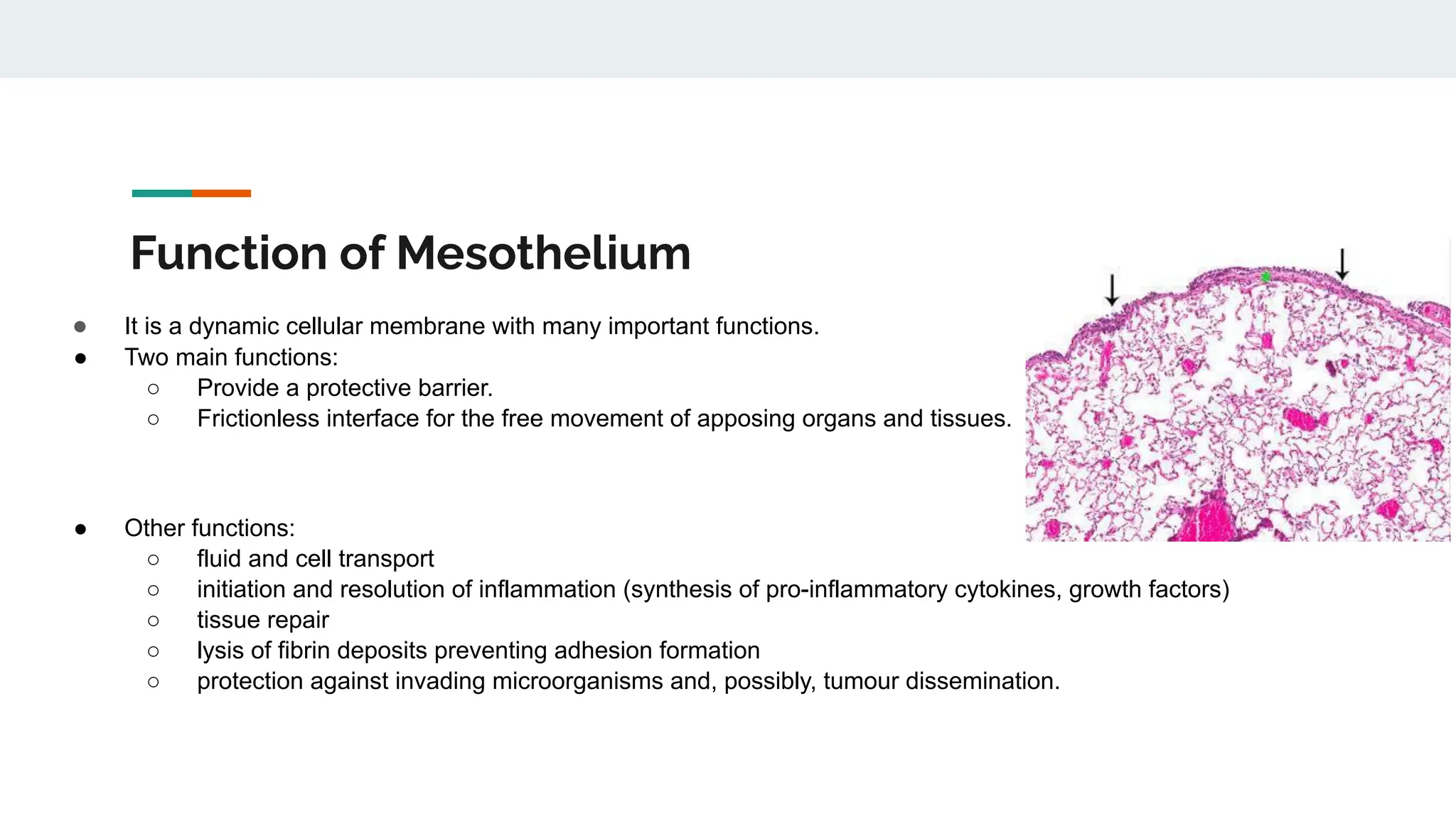 Mesothelial Cells - Cytology and Differential Diagnosis | PDF