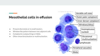 Mesothelial Cells - Cytology and Differential Diagnosis | PDF