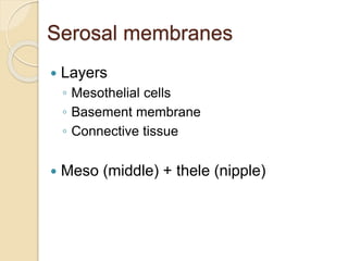 Mesothelial Hyperplasia | PPTX