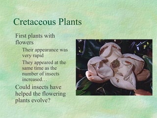 First Flowering Plants Mesozoic Era