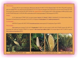 M. Sc. I Semester Botany mesozoic (2).pptx