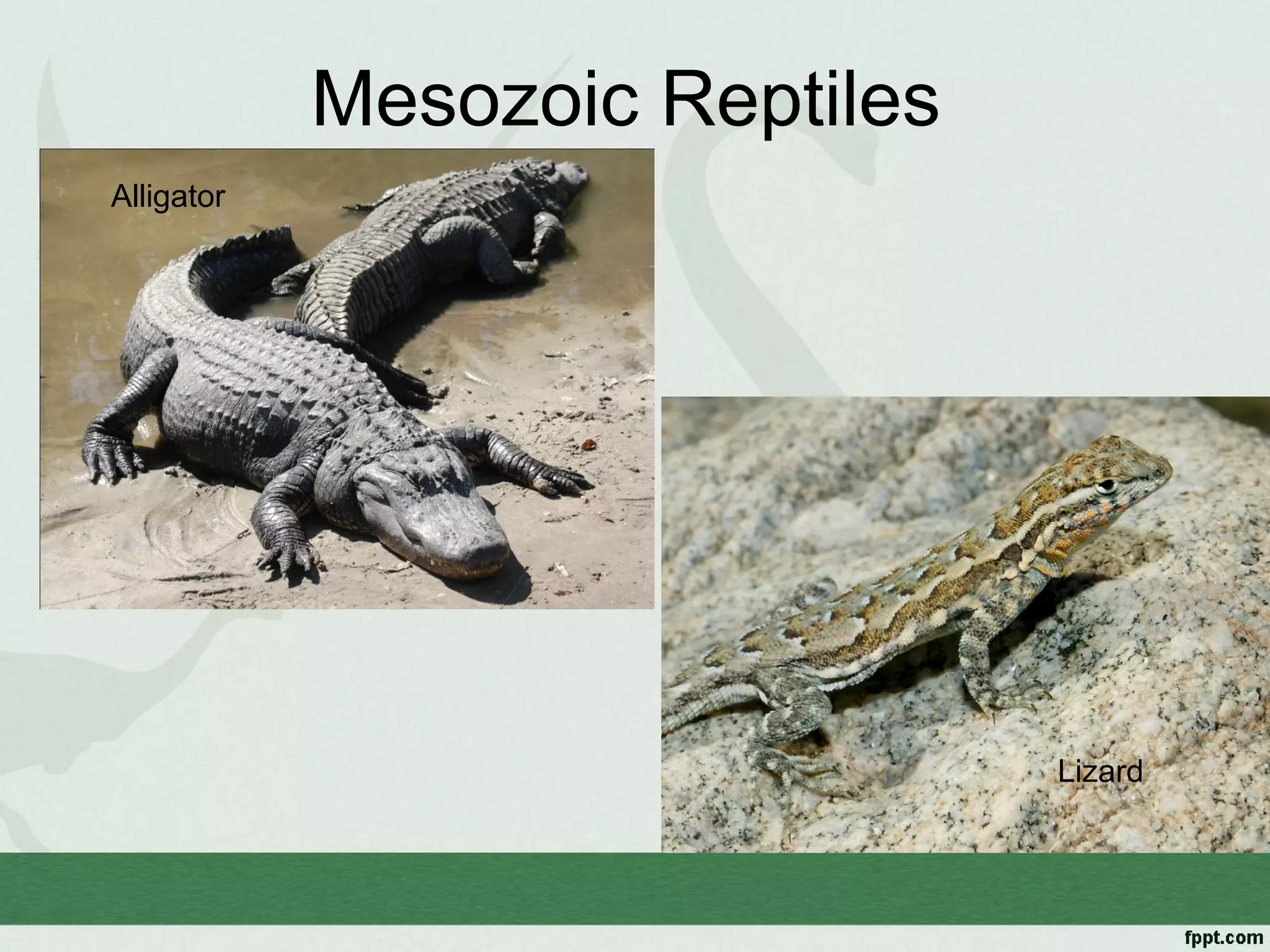 Mesozoic era | PPT