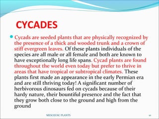 Mesozoic plants | PPT